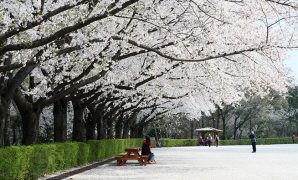 Explorando los cerezos en flor de Corea: los mejores lugares y épocas ...